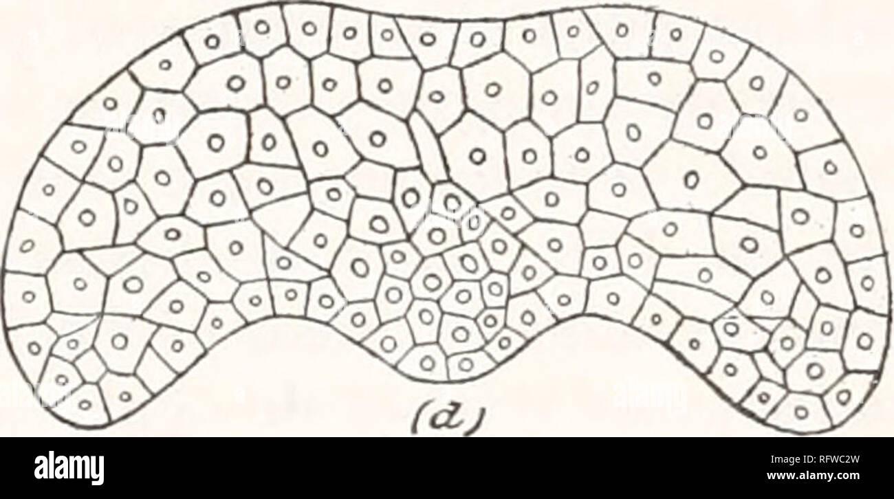 . Carnegie Institution of Washington publication. . Fio. 48.—Embryology ...