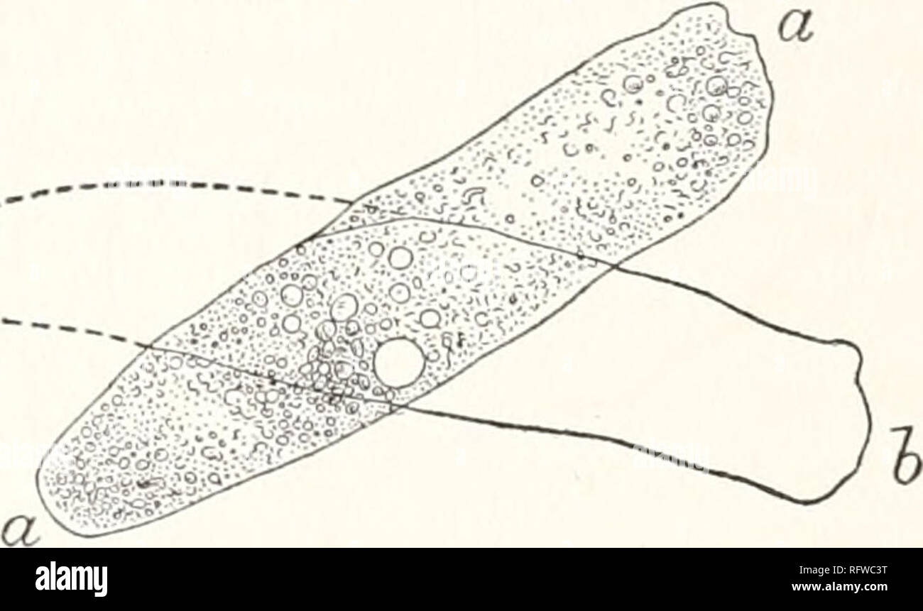 . Carnegie Institution of Washington publication. . FIG. 59. FIG. 60.t ...