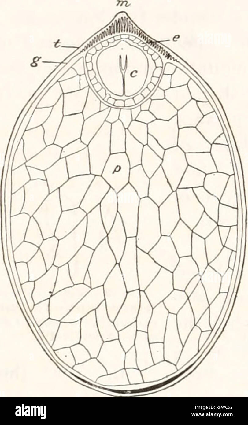 . Carnegie Institution of Washington publication. 94 THE WATERLILIES ...