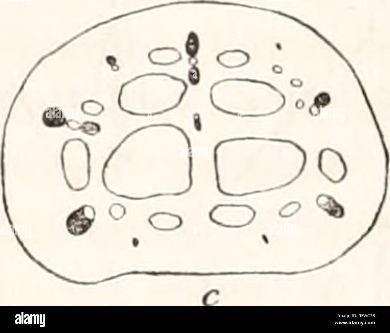 Transverse leaf spring hi-res stock photography and images - Alamy