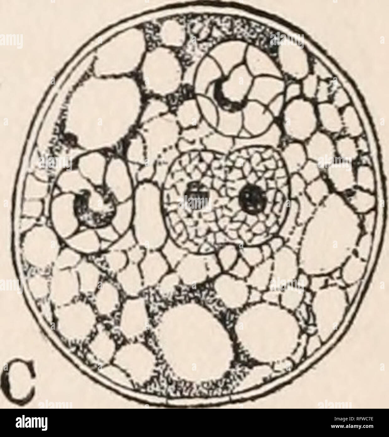 Spirogyra Zygote