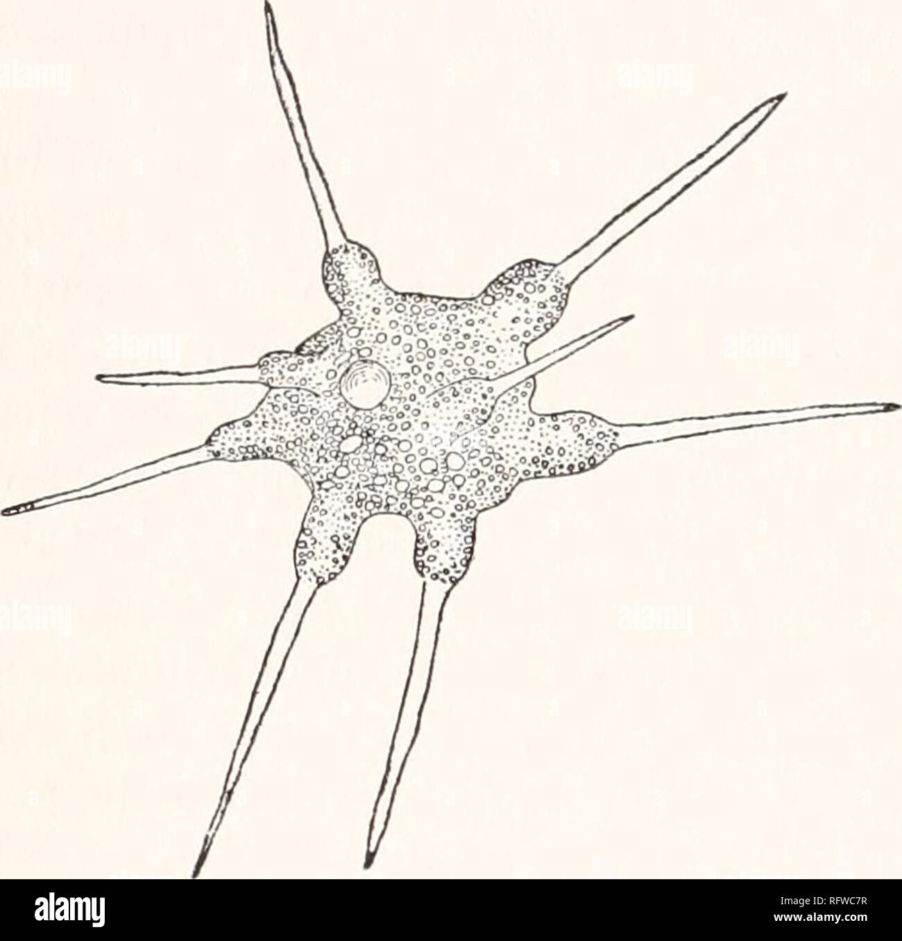 Pseudopodium hi-res stock photography and images - Alamy