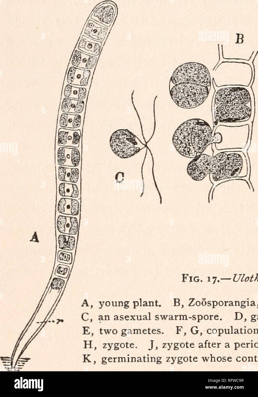 Gametangium hi-res stock photography and images - Alamy