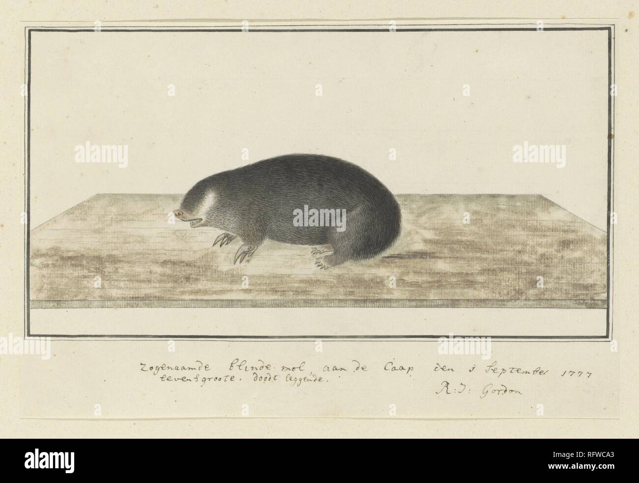 Golden mole animal hi-res stock photography and images - Alamy