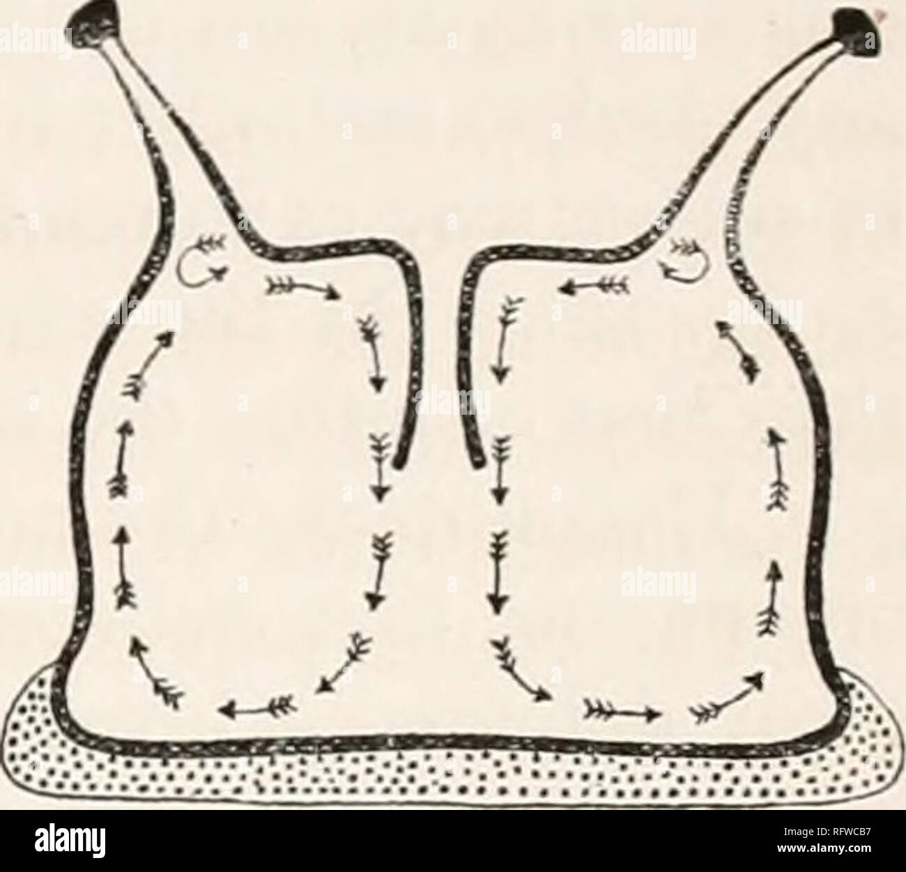 Varied stages hi-res stock photography and images - Alamy