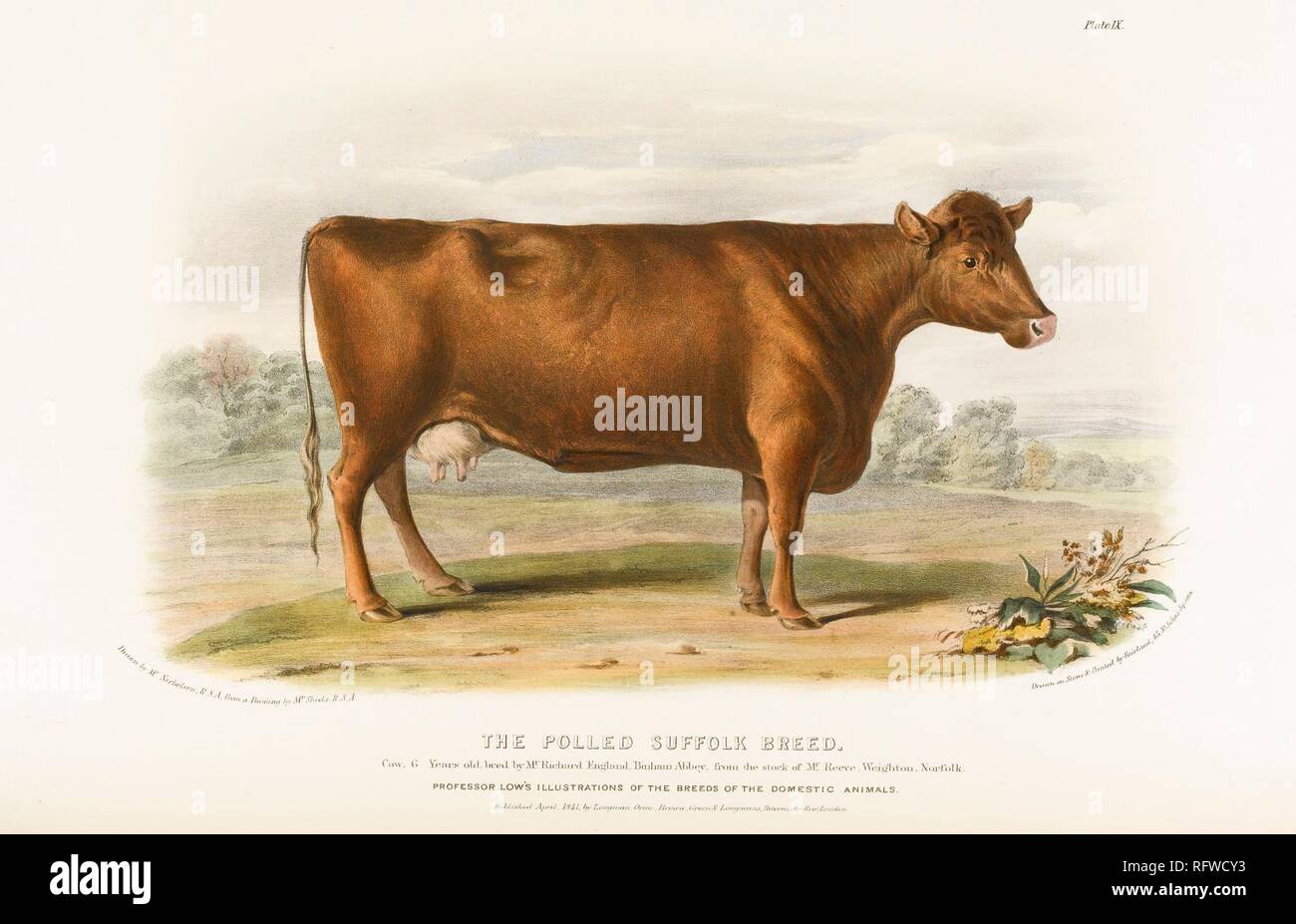 Suffolk Cow High Resolution Stock Photography and Images - Alamy