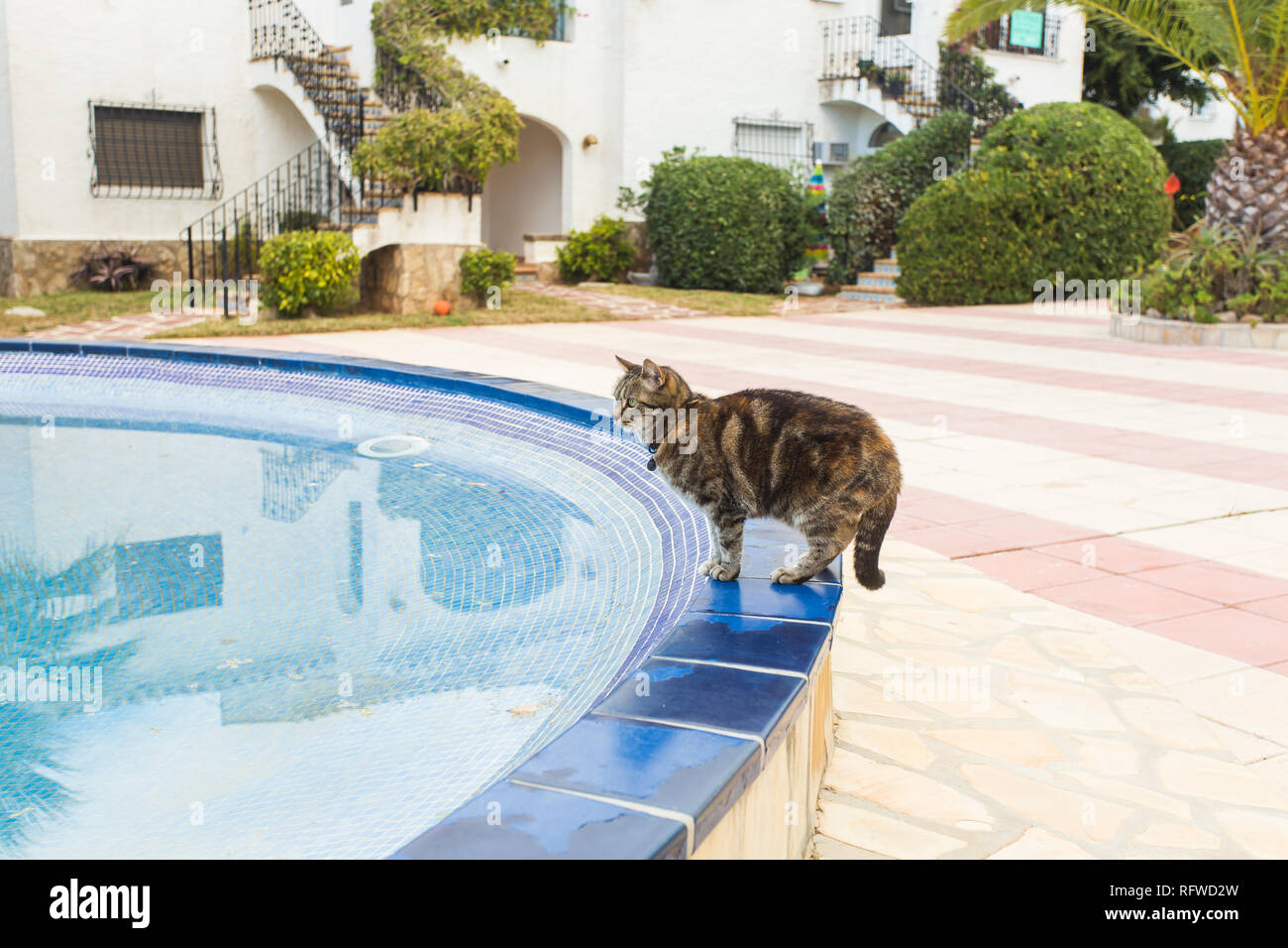 Cute cat drinking water from swimming pool Stock Photo - Alamy