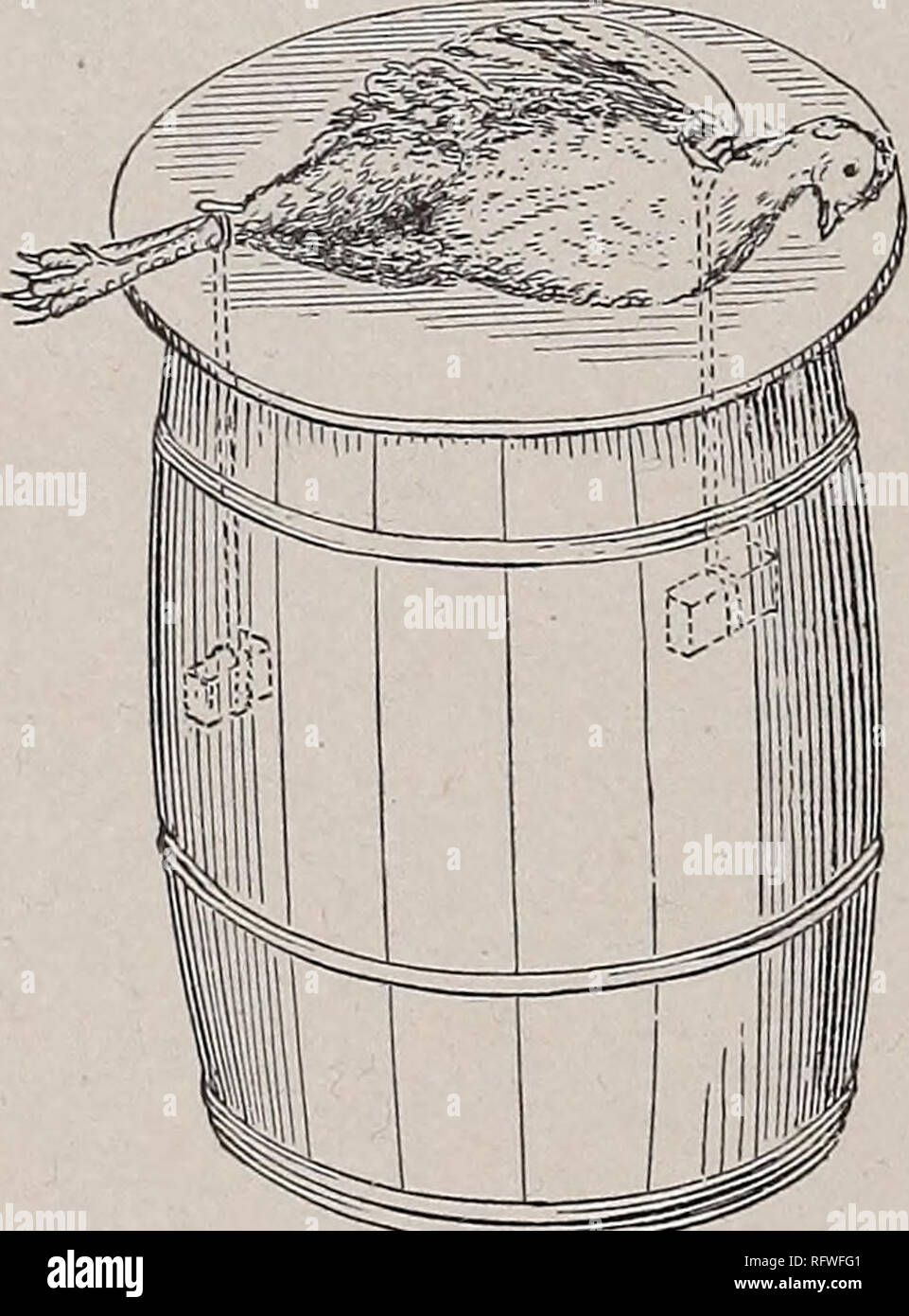 . Capons for profit. How to make and how to manage them. Plain ...