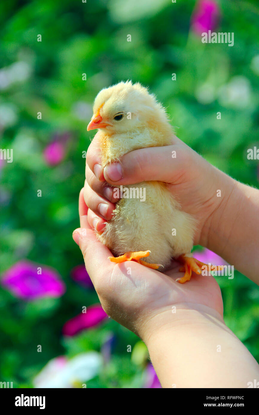 Yellow chicken in children's hands. New life. Small bird. Little ...