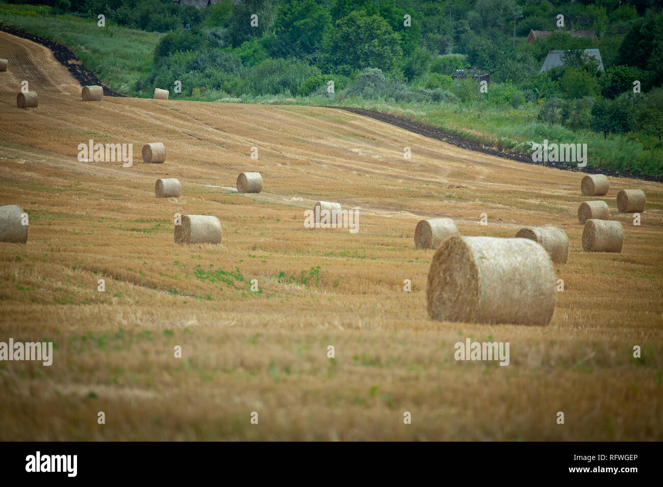 Twisted haystack on agriculture field landscape. Haystack farmland ...