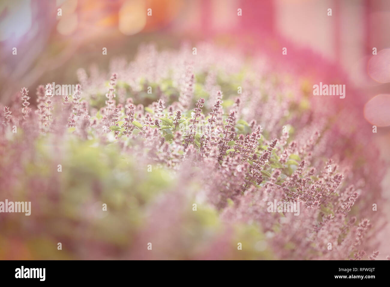 mint flowers in garden Stock Photo - Alamy