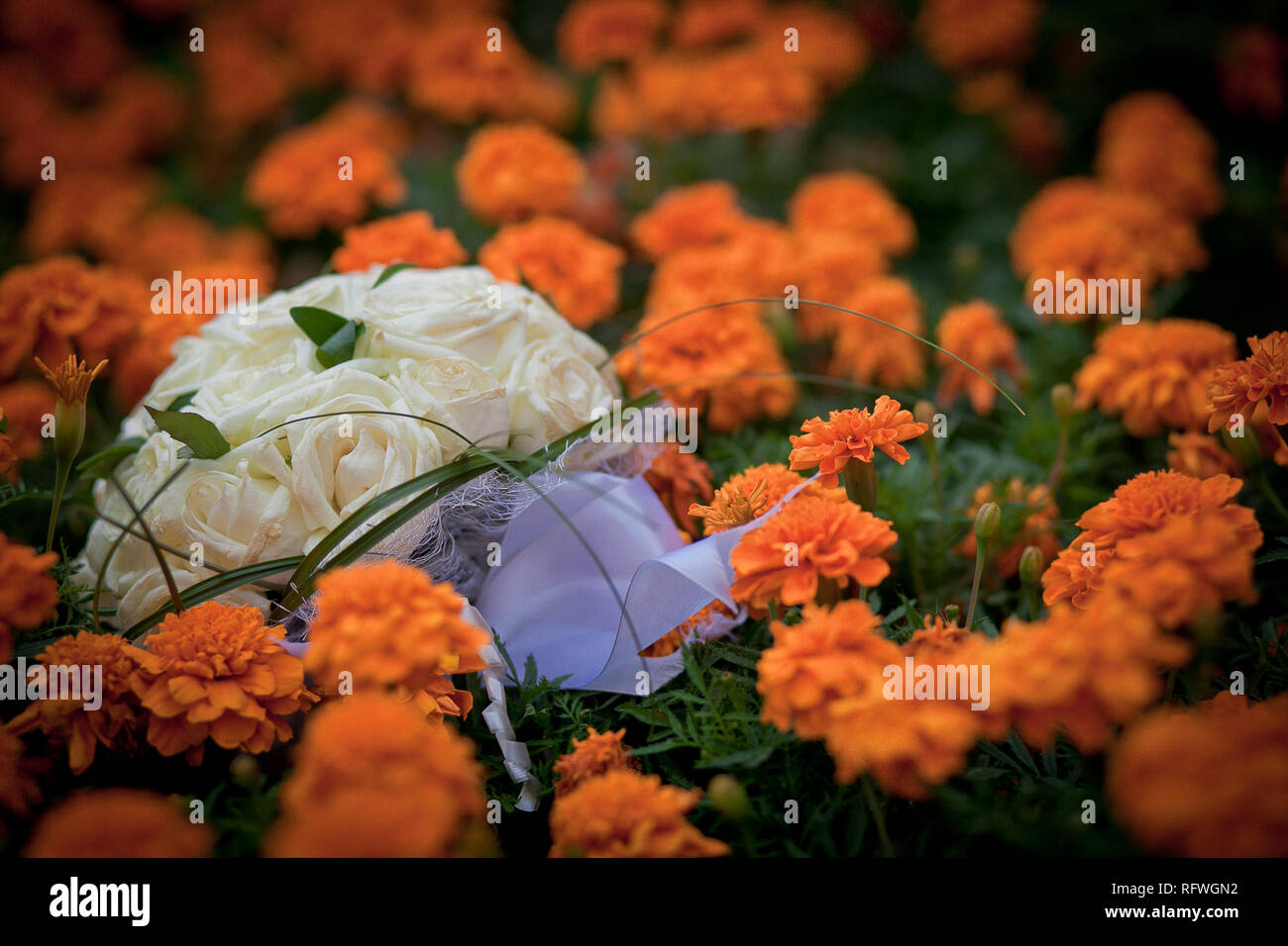 Wedding Bouquet Among Orange Marigolds Stock Photo Alamy