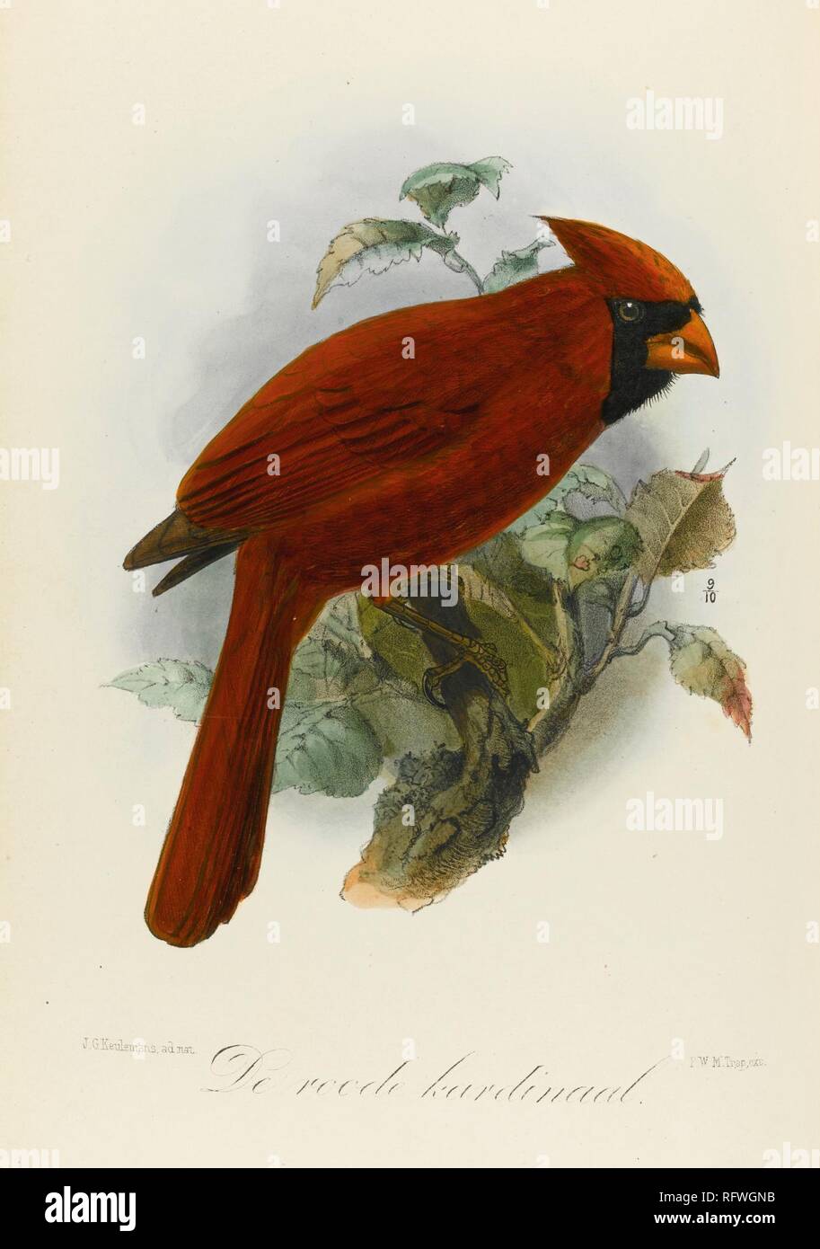 Keulemans wing hi-res stock photography and images - Alamy