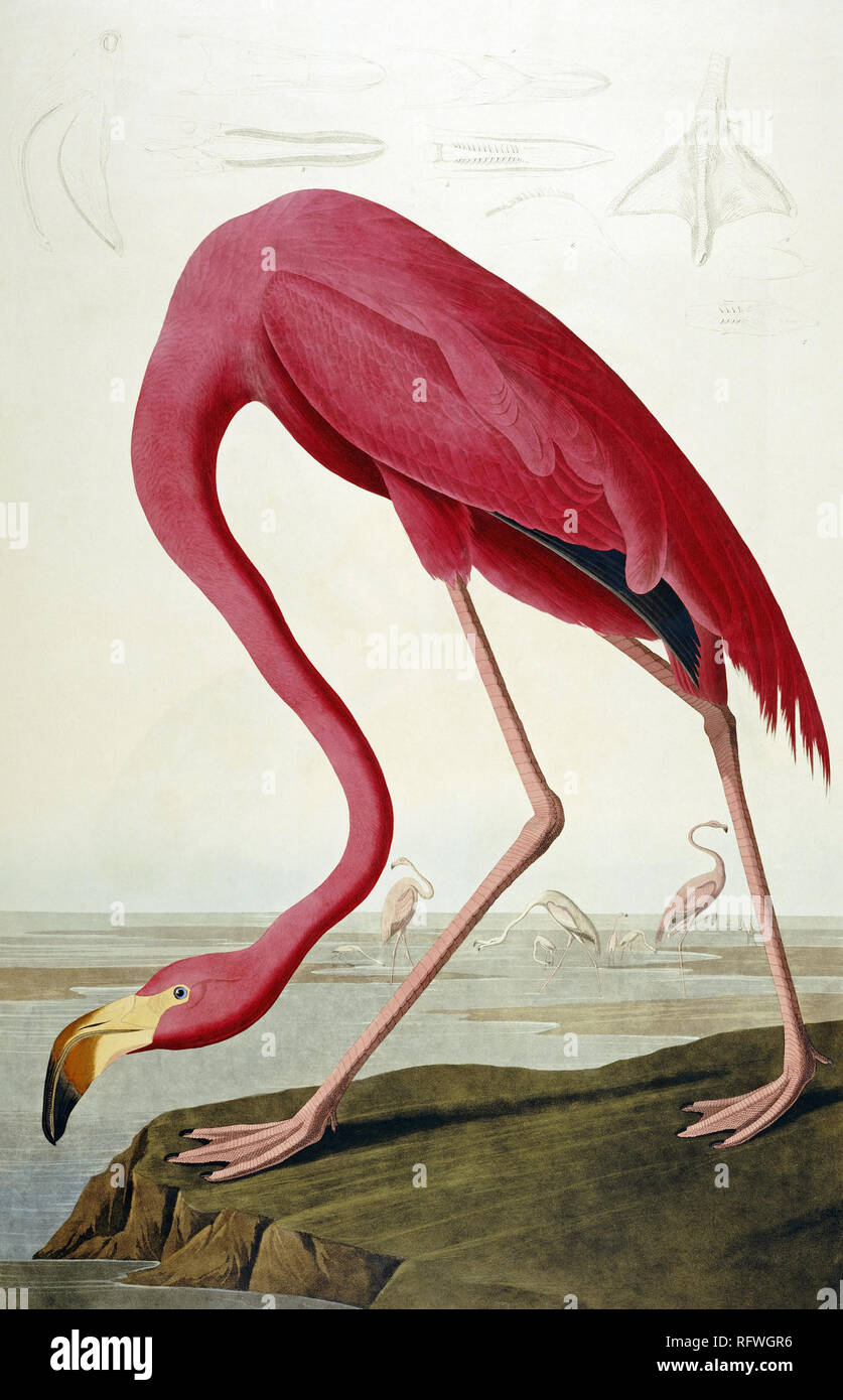 John james audubon flamingo hi-res stock photography and images - Alamy