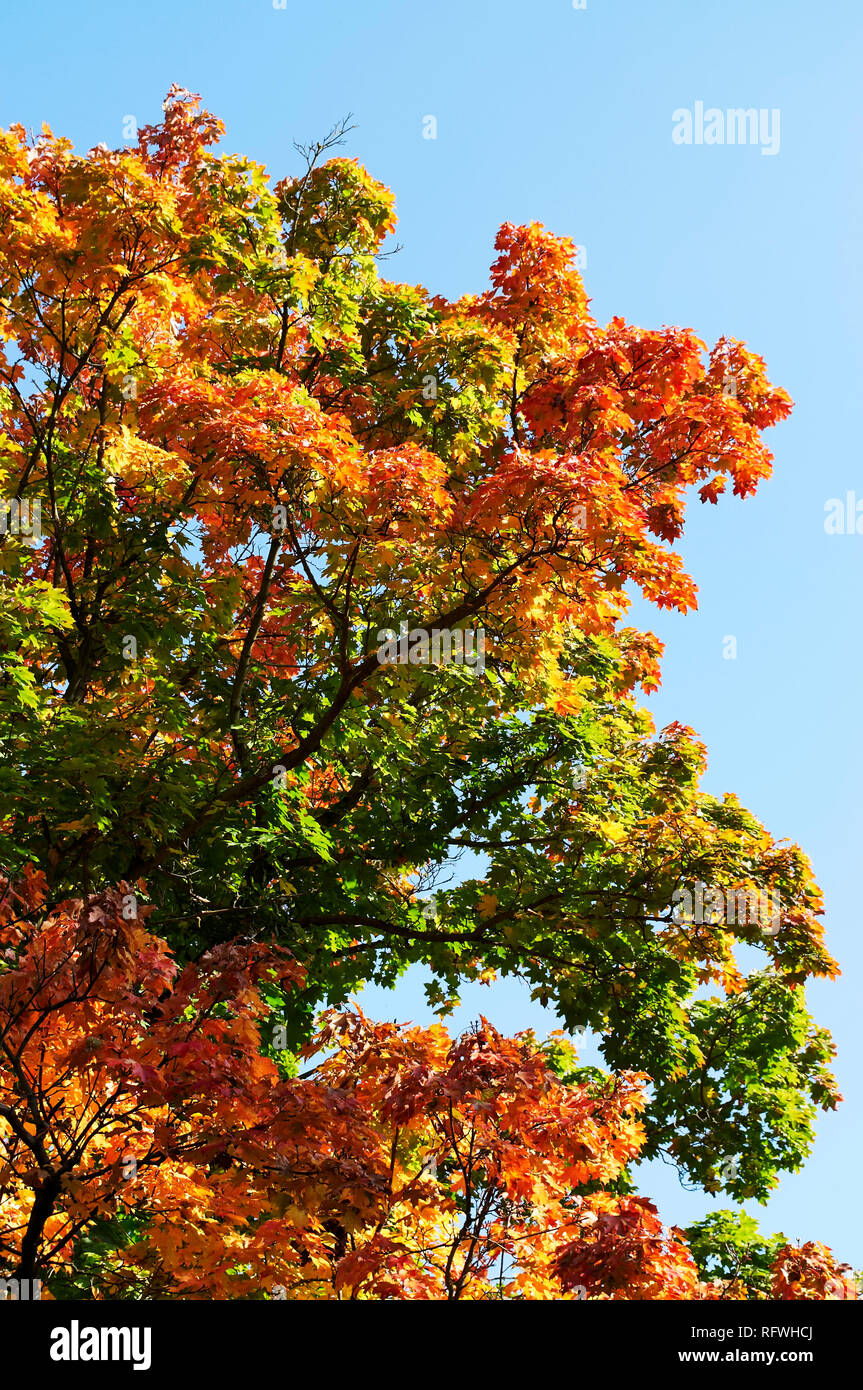 Blue plant fauna flora hi-res stock photography and images - Alamy