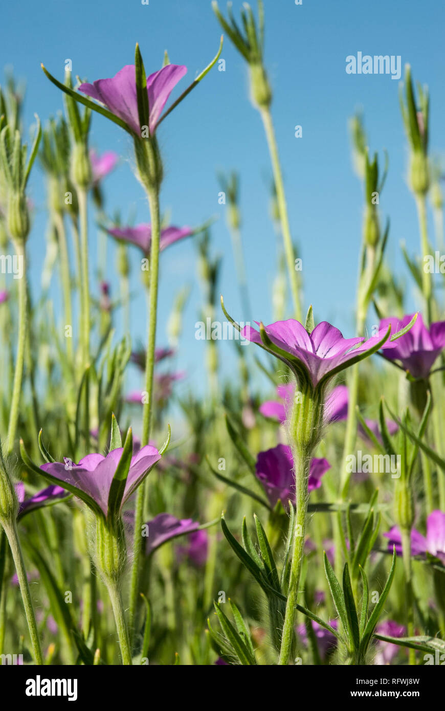 Common corncockle hi-res stock photography and images - Alamy