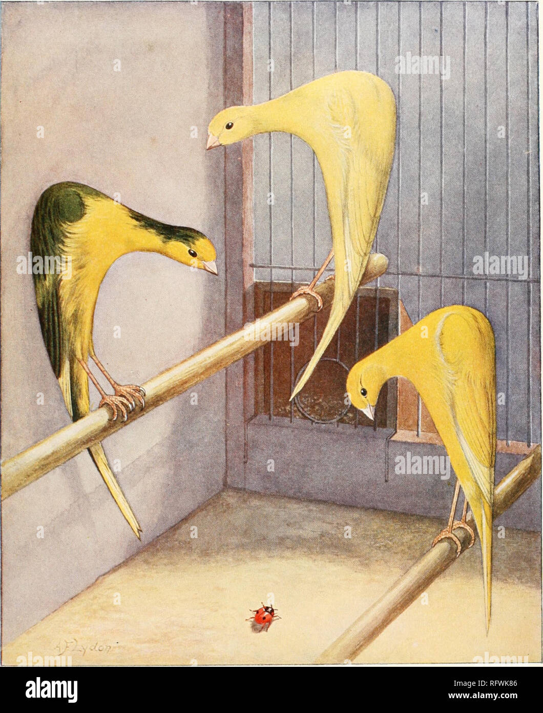 Belgian cage hi-res stock photography and images - Alamy