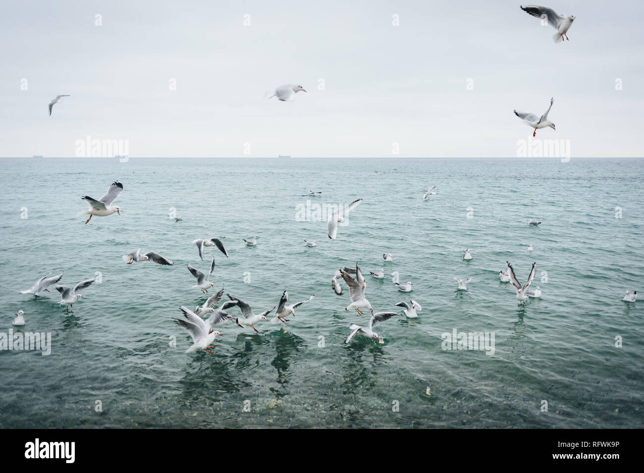 Flock seagulls flying above sea hi-res stock photography and images - Alamy