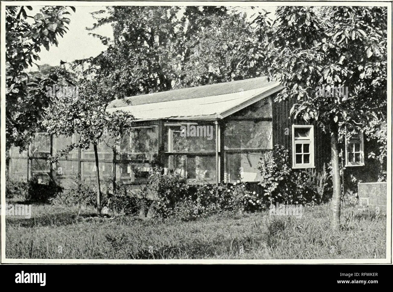 . Canaries, hybrids, and British birds in cage and aviary. THE OUTDOOR ...