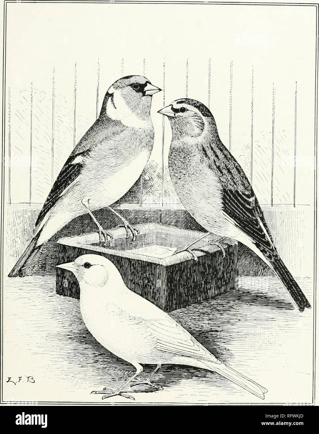 The canary and linnet hi-res stock photography and images - Alamy