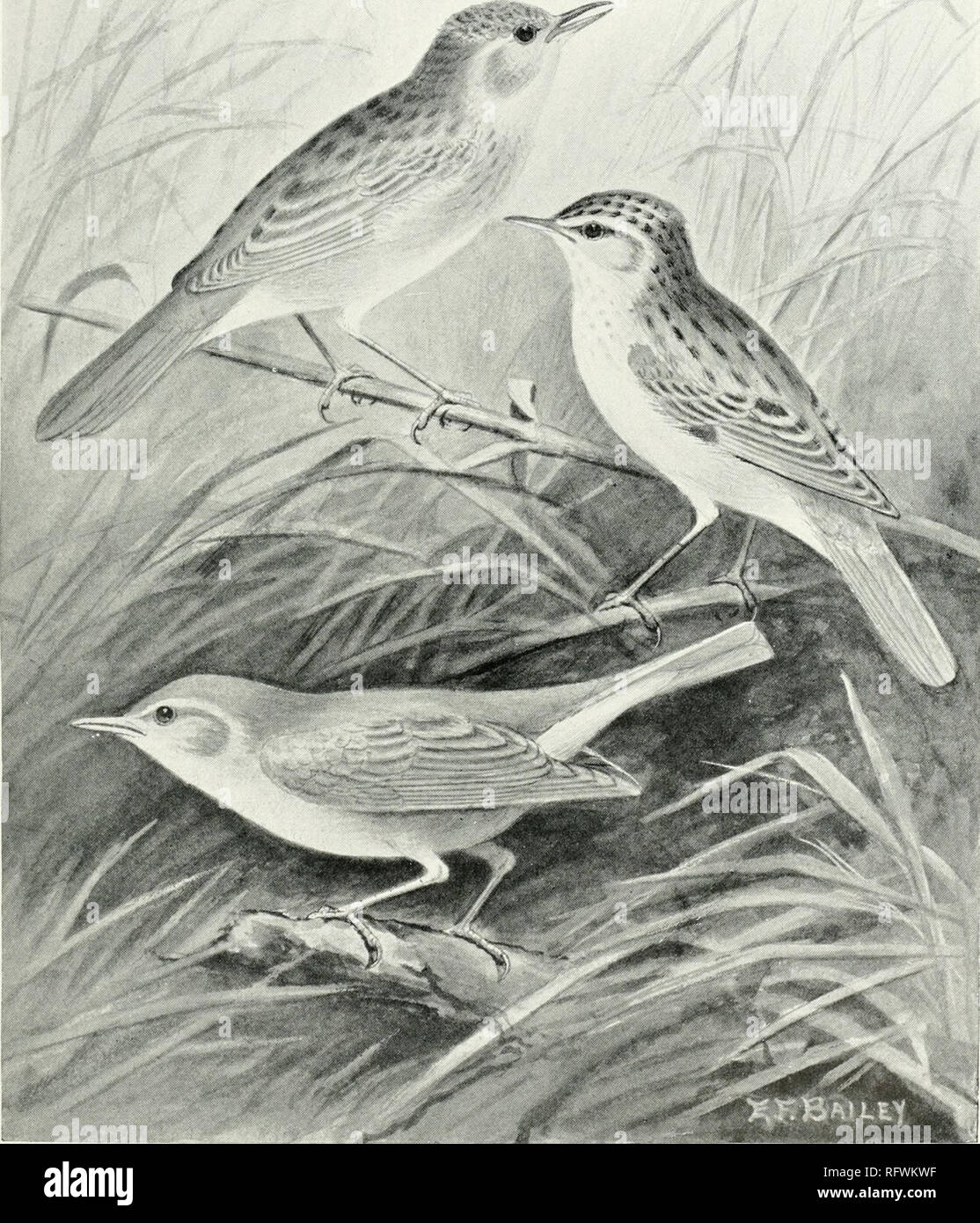 . Canaries, hybrids, and British birds in cage and aviary ...