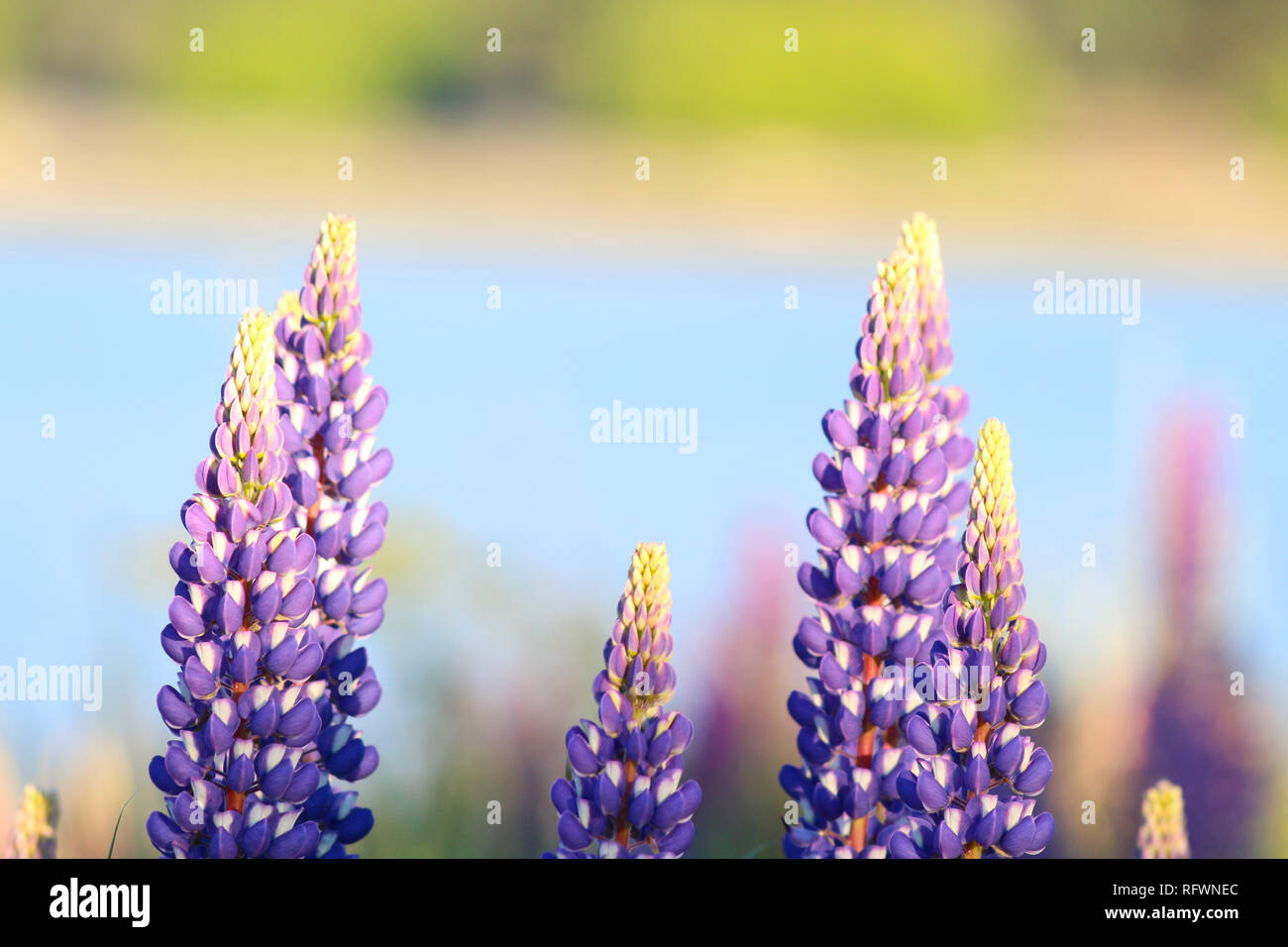 Wildflowers Blue Lupine Lupinus Species High Resolution Stock ...
