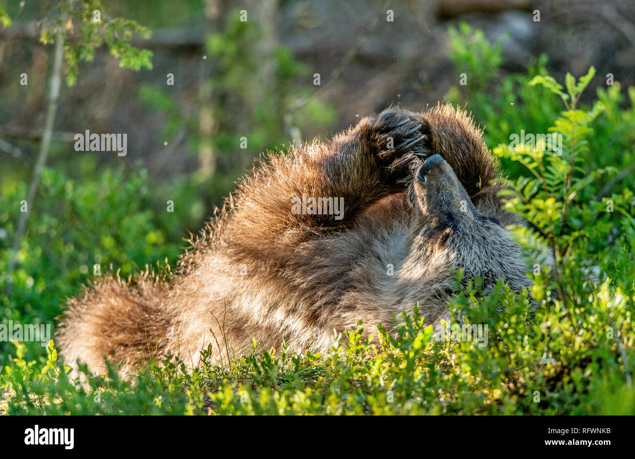 Grizzly Bear Sleeping On Back