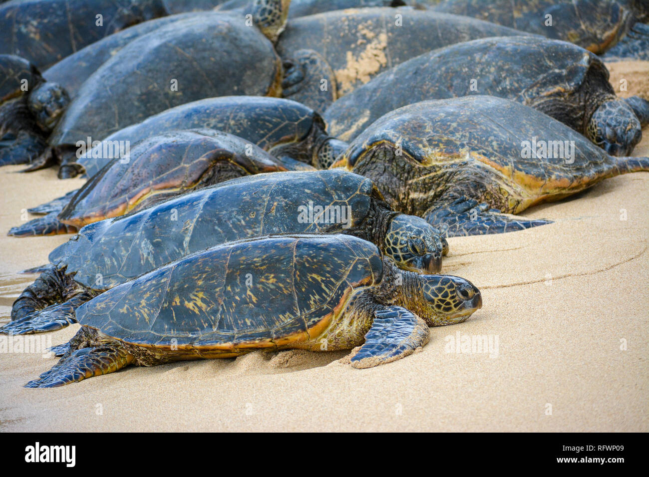 Green Sea Turtles Shell High Resolution Stock Photography and Images ...