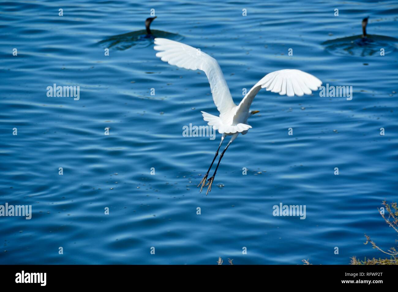 Trailing feet hi-res stock photography and images - Alamy