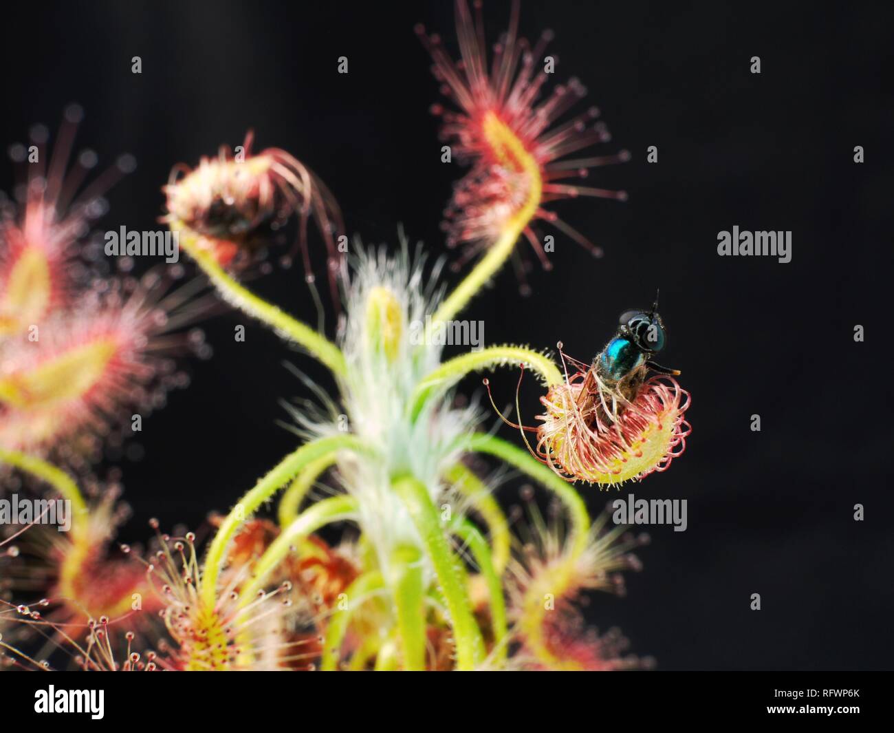 A carnivorous sundew devouring an unfortunate fly Stock Photo - Alamy