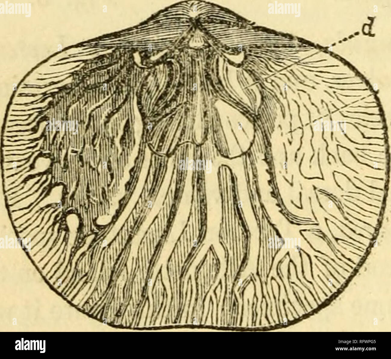 . The Canadian naturalist and geologist. Natural history -- Periodicals ...