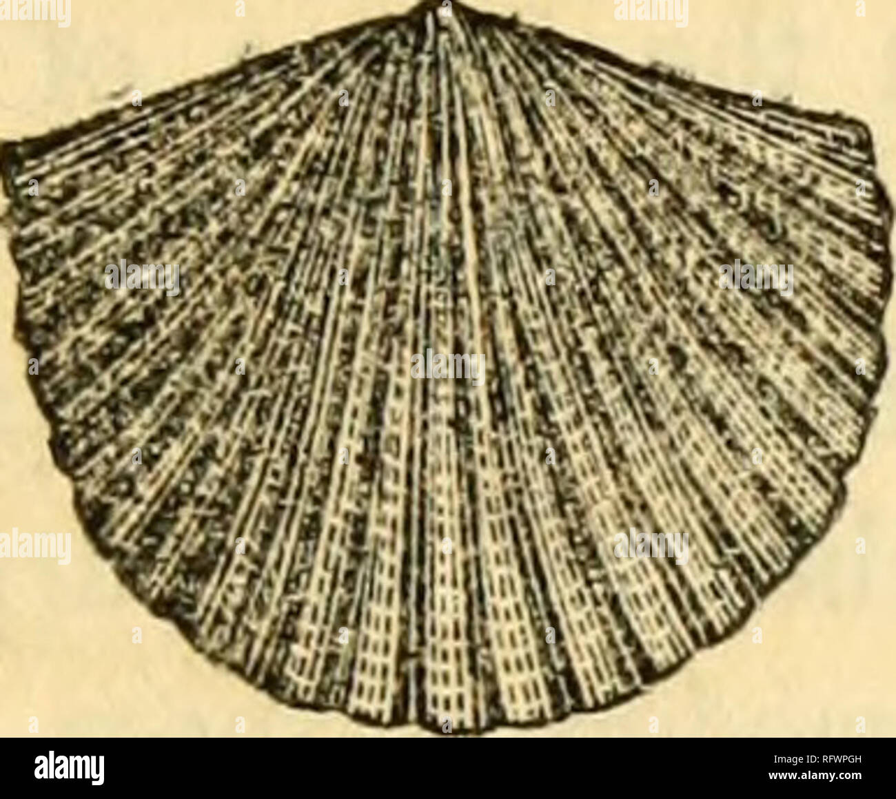 Clam fossils hi-res stock photography and images - Alamy