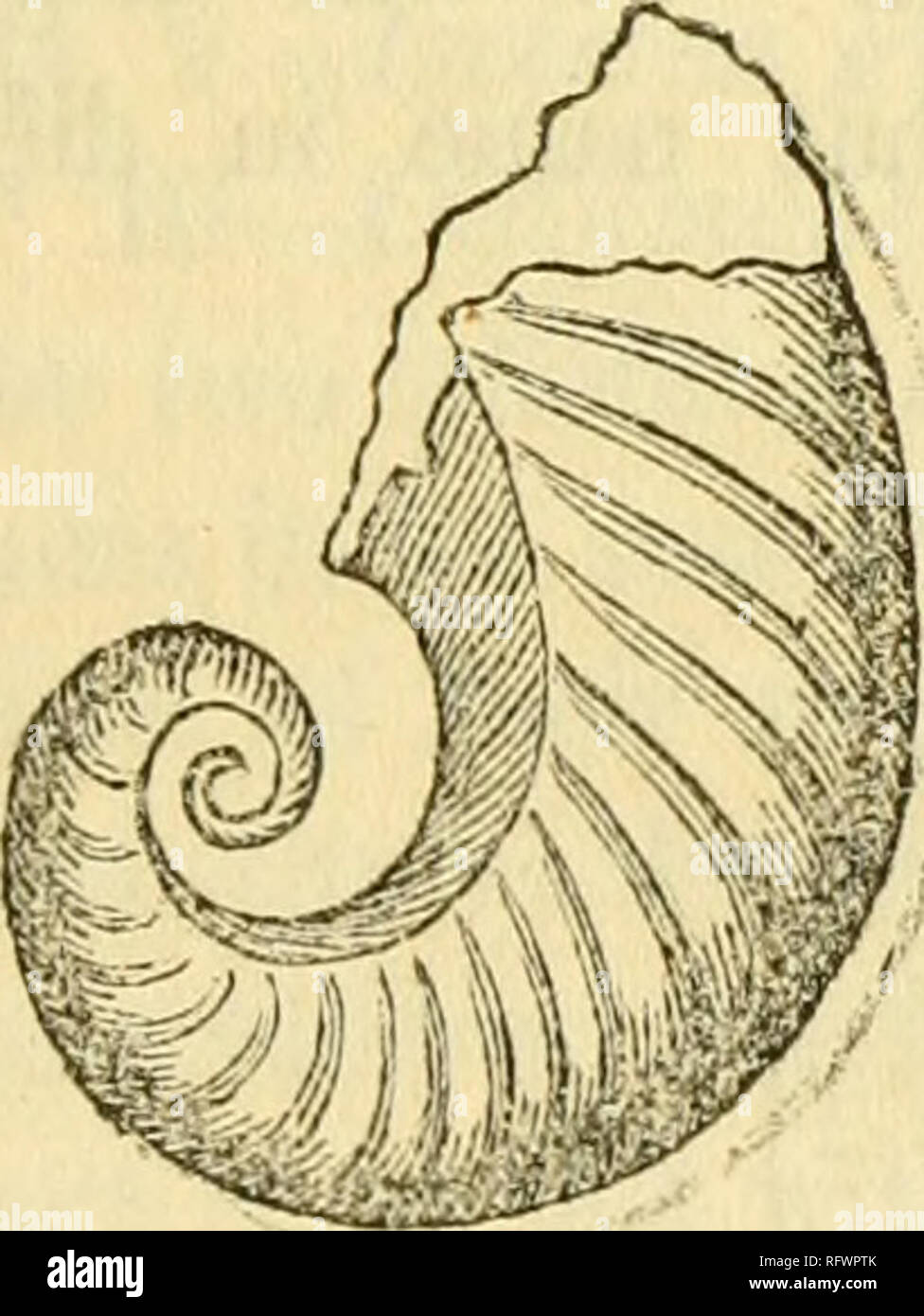 . The Canadian naturalist and geologist. Natural history -- Periodicals ...