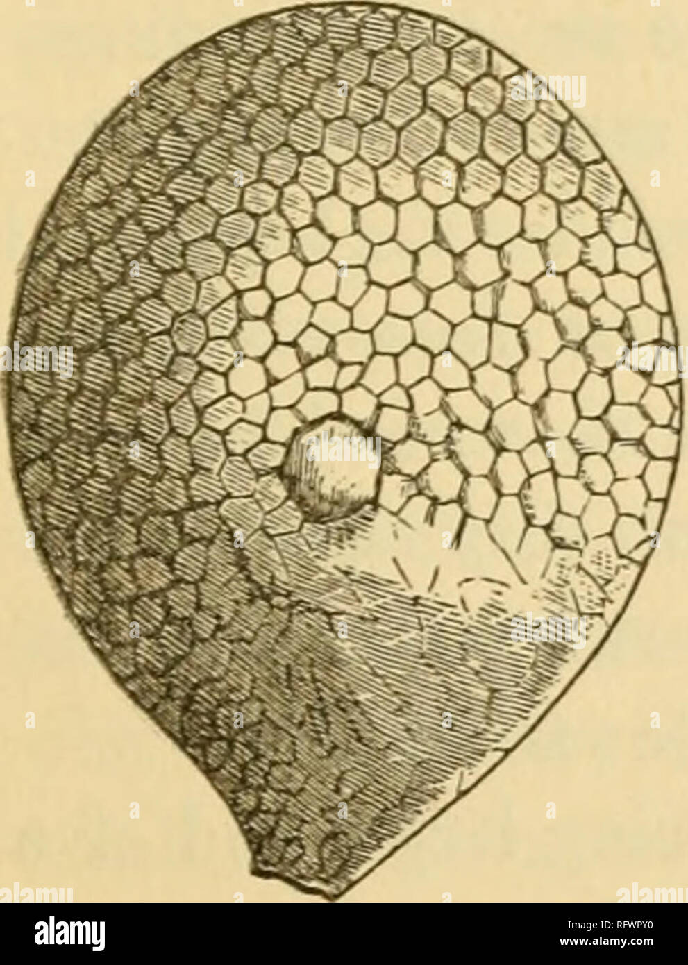 . The Canadian naturalist and geologist. Natural history -- Periodicals ...
