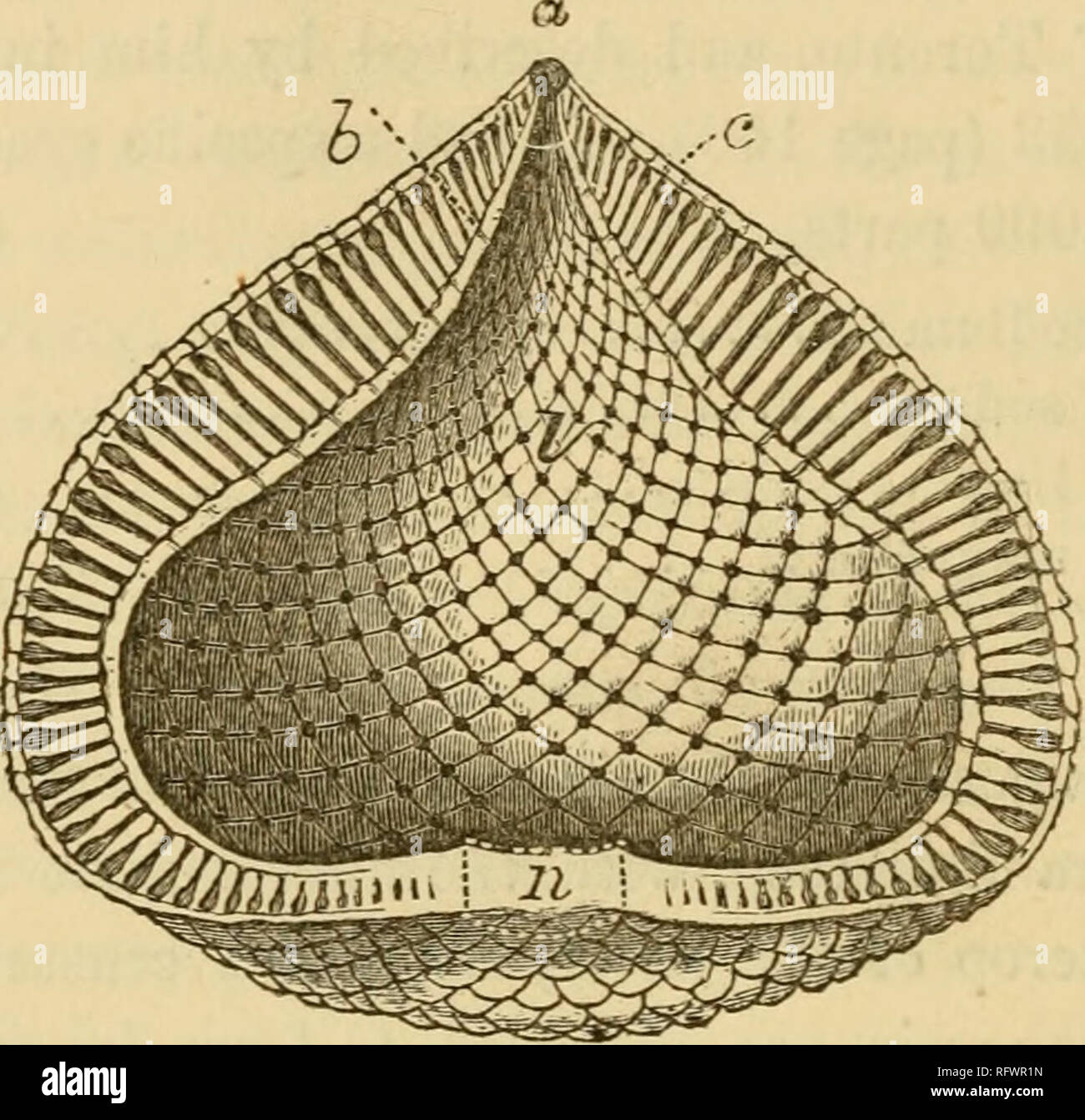 Conical fossils hi-res stock photography and images - Alamy