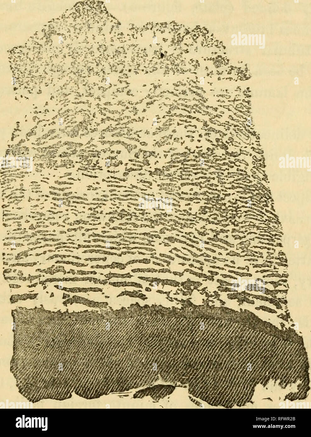 . The Canadian naturalist and geologist. Natural history -- Periodicals ...