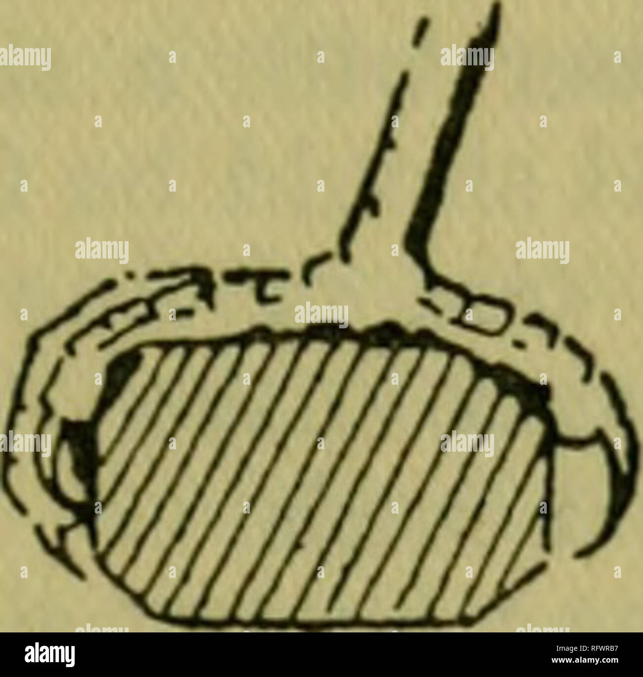 Types scots hi-res stock photography and images - Alamy