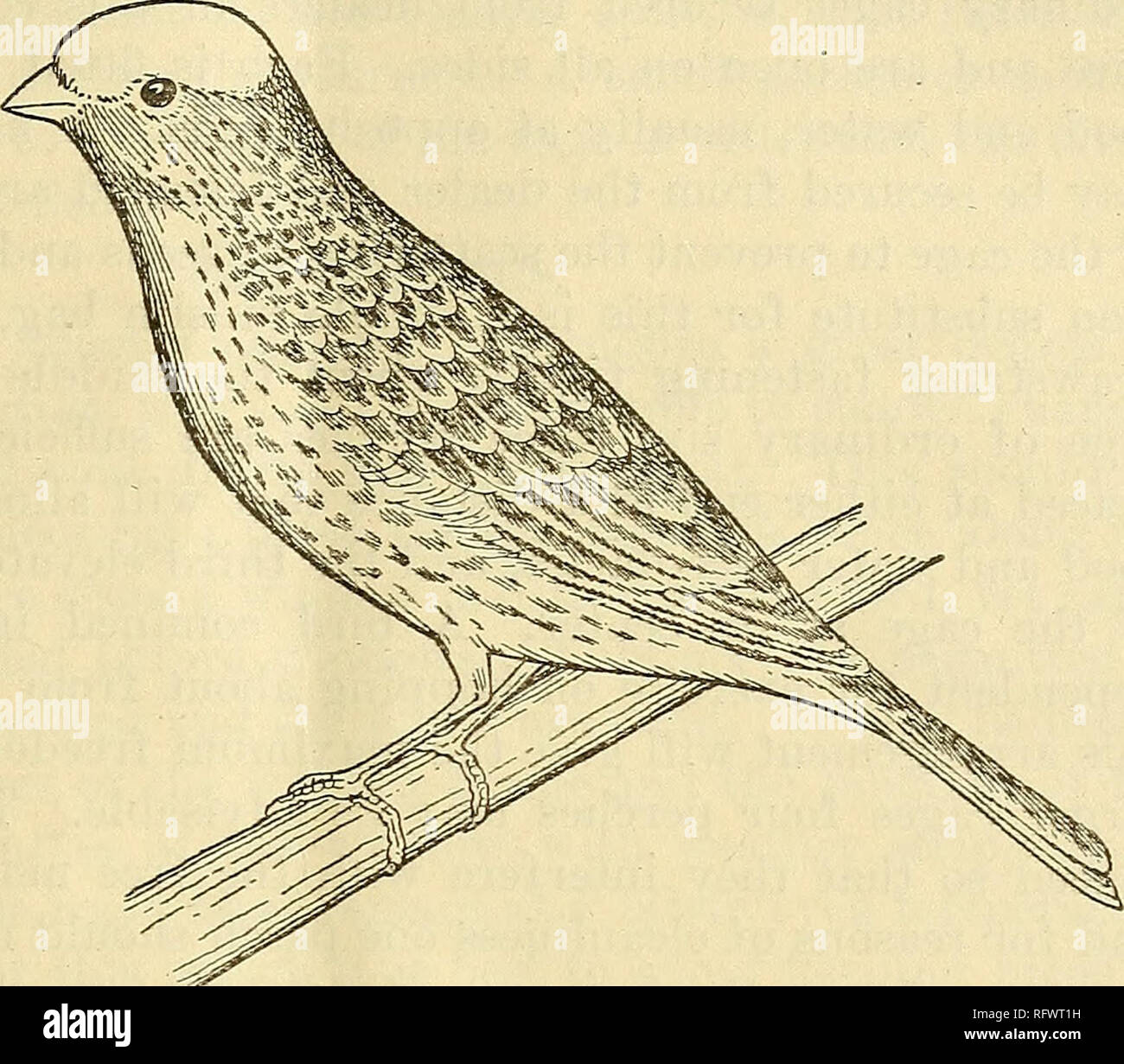 Lancashire canary hi-res stock photography and images - Alamy