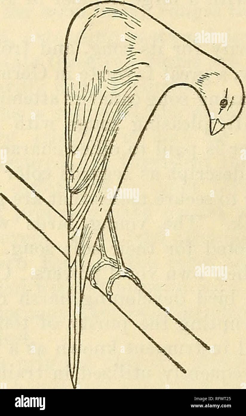 . Canaries : their care and management. Canaries. FARMERS BULLETIN 770 ...