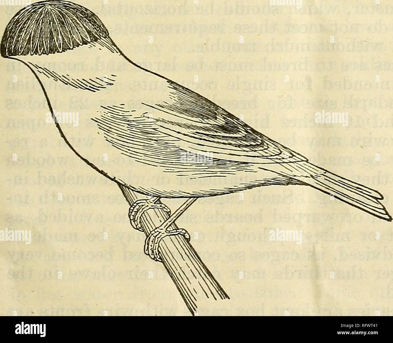 Dutch frill canary hi-res stock photography and images - Alamy