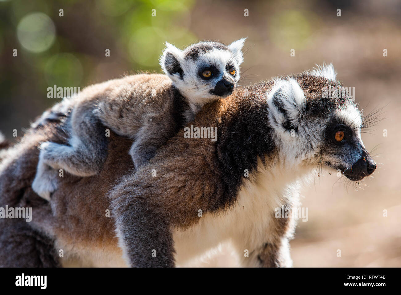 Ring-tailed Lemur and its baby (Lemur catta), Anja Community Reserve ...