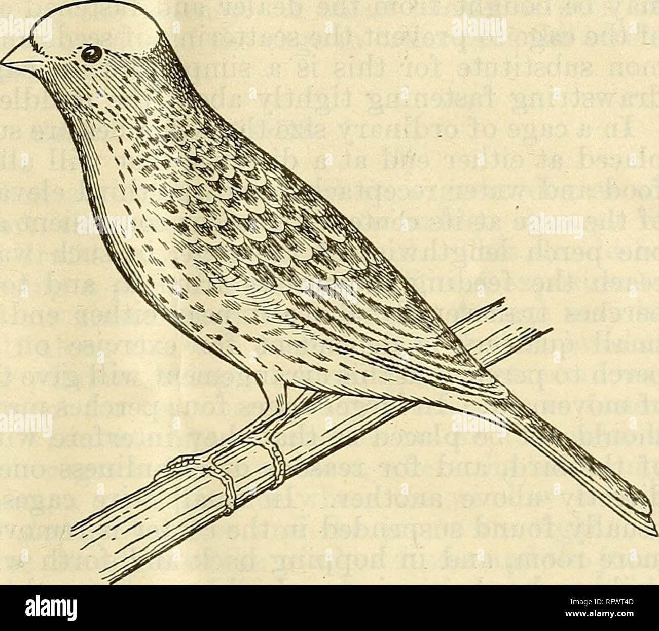 Dutch frill canary hi-res stock photography and images - Alamy