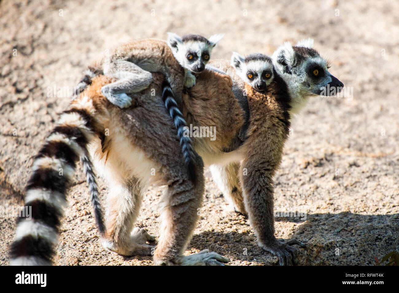 Ring-tailed Lemur and its baby (Lemur catta), Anja Community Reserve ...