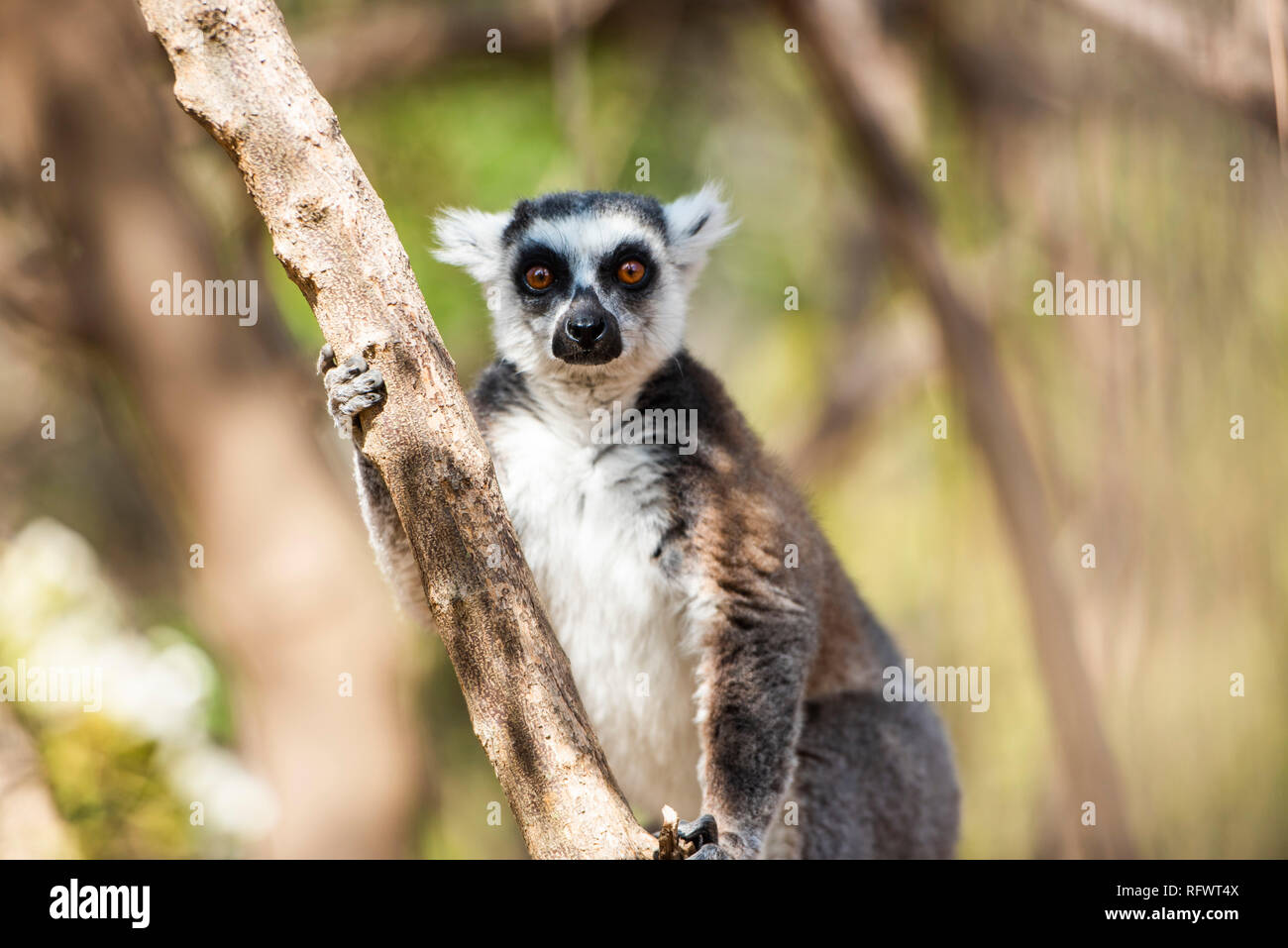 Ring-tailed Lemur (Lemur catta), Anja Community Reserve, Haute ...
