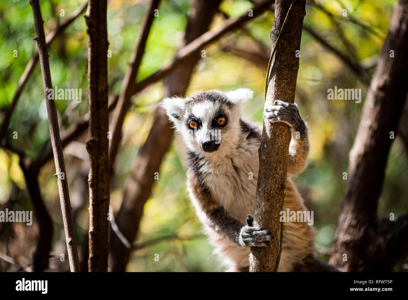 Ring-tailed Lemur (Lemur catta), Anja Community Reserve, Haute ...