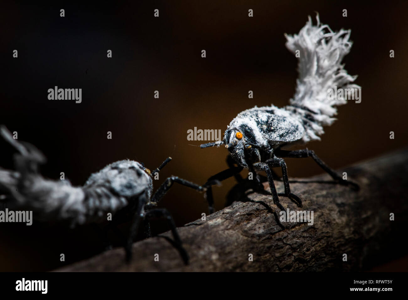 Flatid Leaf-Bug (leafhopper) (Phromnia rosea) nymphs, Anja Community ...