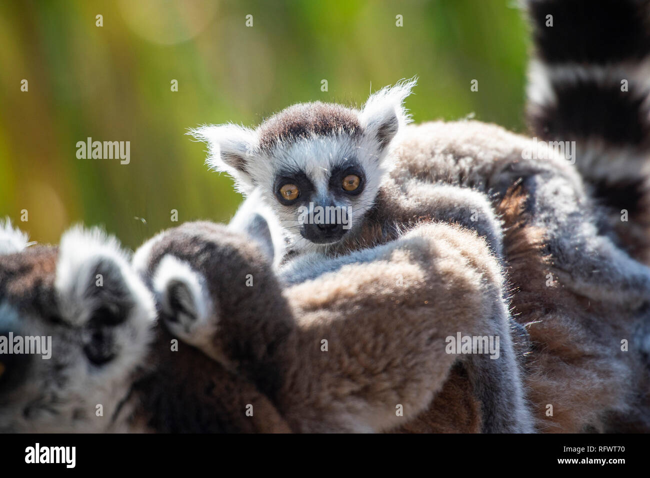Baby Ring-tailed Lemur (Lemur catta), Anja Community Reserve, Haute ...