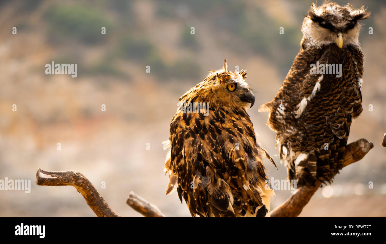 three javanese owls on dry tree branch. owls living on Dieng plateau on ...
