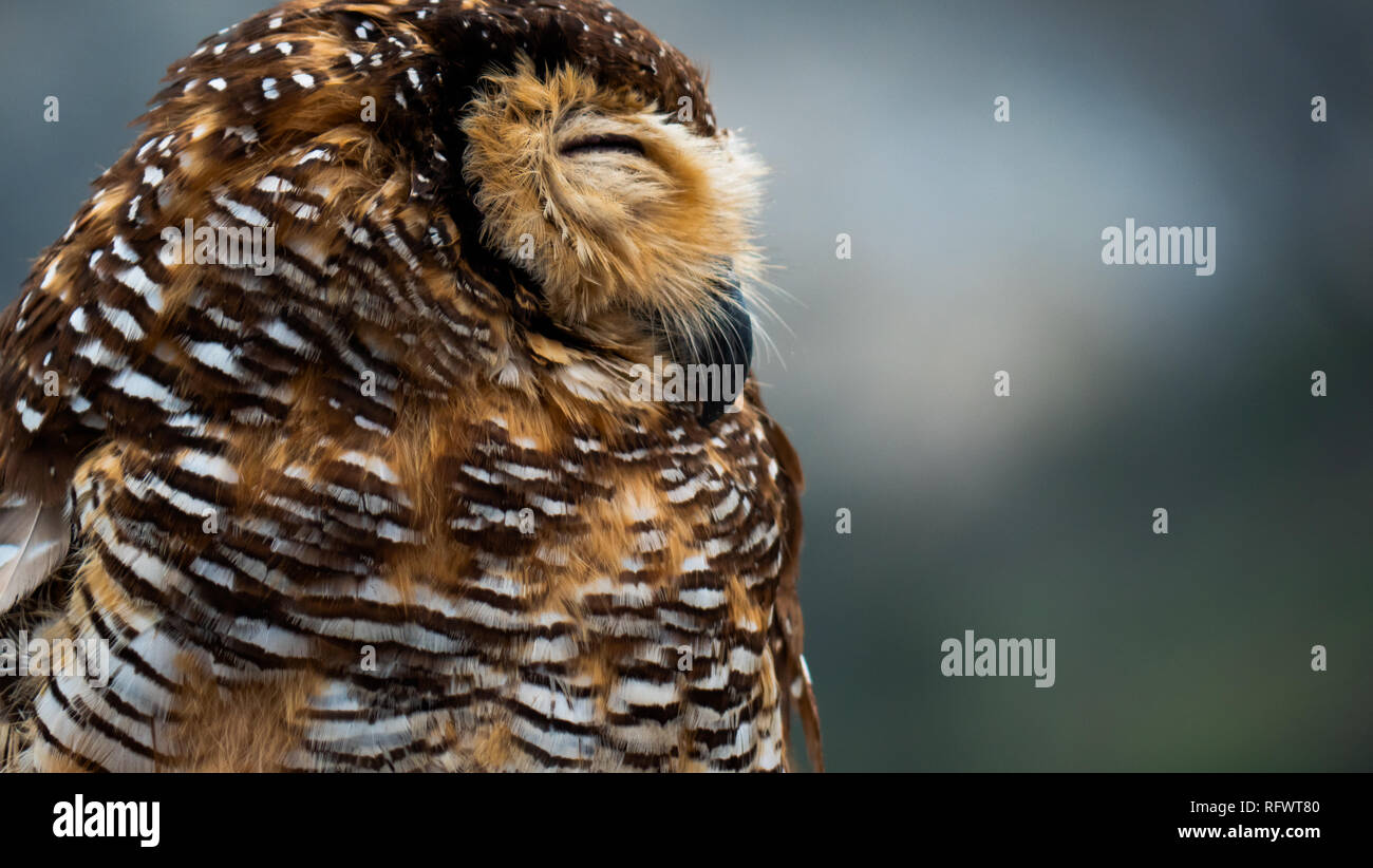 three javanese owls on dry tree branch. owls living on Dieng plateau on ...