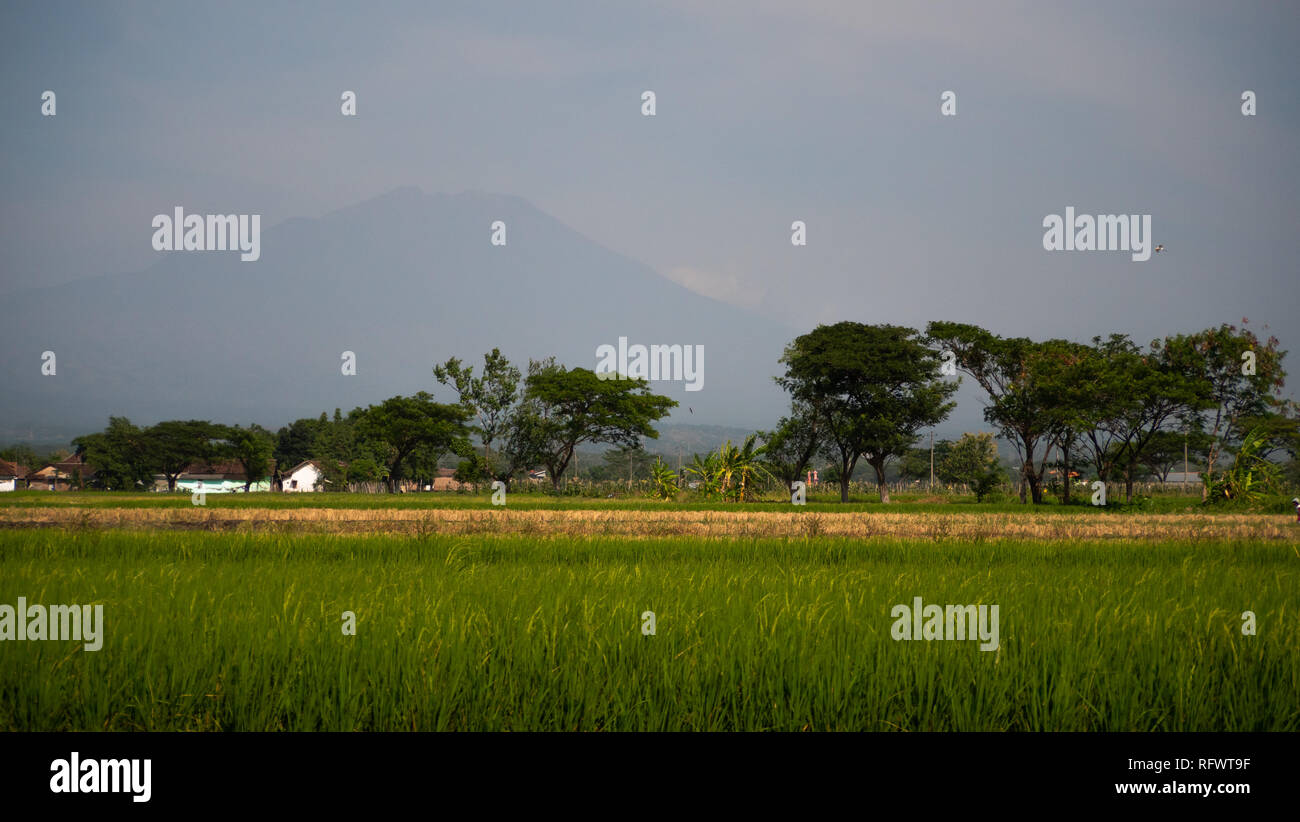 tropical landscape rice fields, mountains, palm trees. farmland with ...